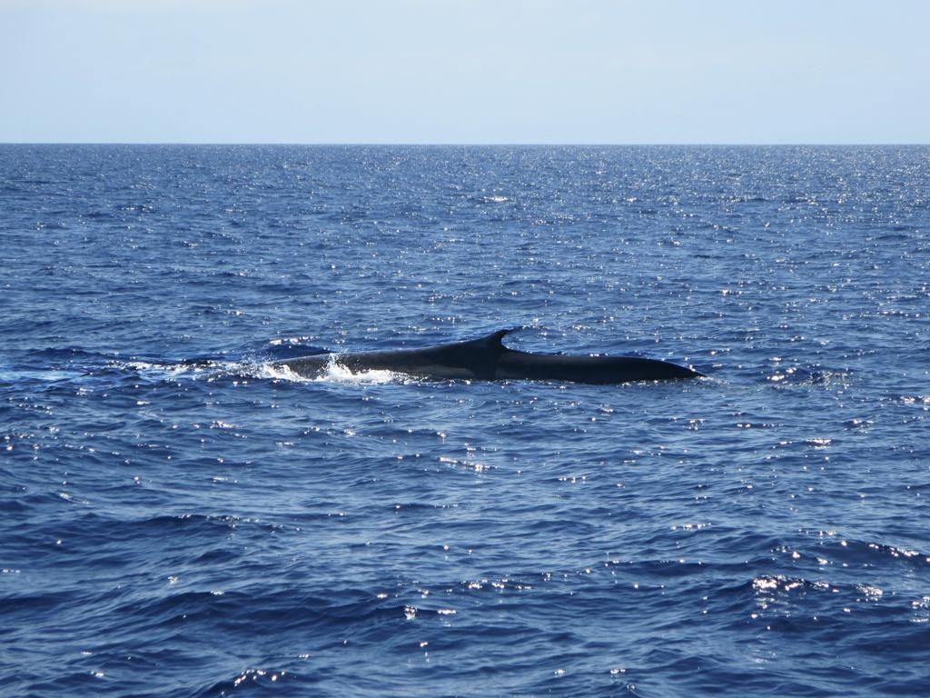 The largest animal ever recorded on Earth lives on tiny shrimp, and the ...