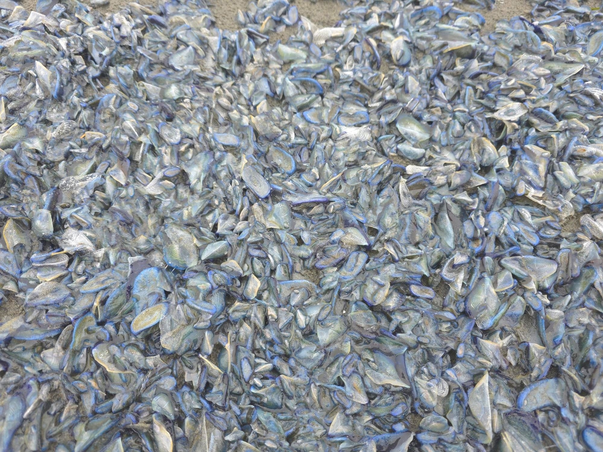 Millions of bright blue blobs called 'by-the-wind sailors' are ...