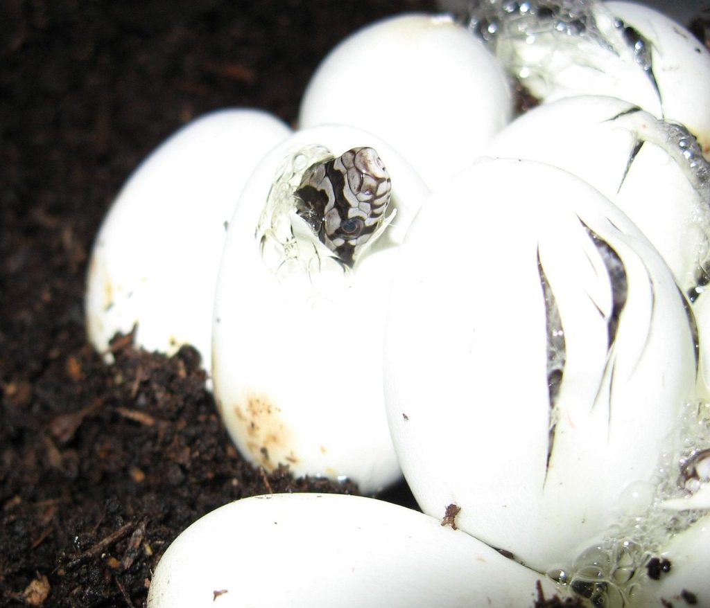 Hunters remove 431 invasive python eggs in Florida Everglades