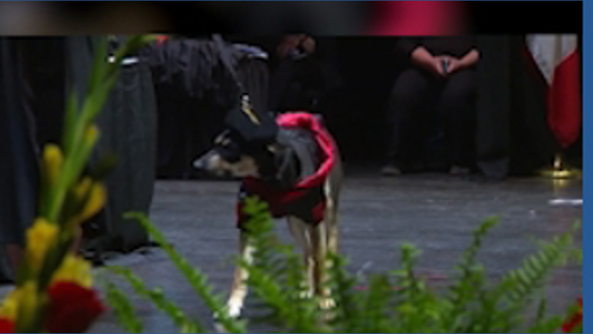 Graduation surprise for Iowa vet grads who saved dog