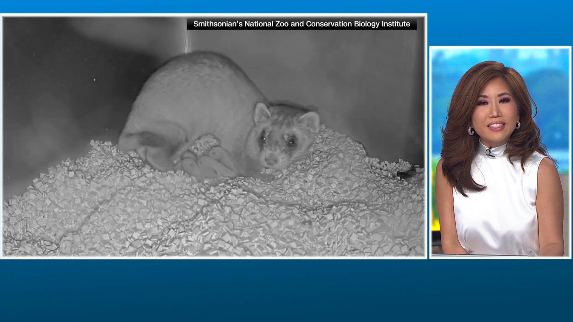 6 endangered ferret kits were born at the Smithsonian's National Zoo