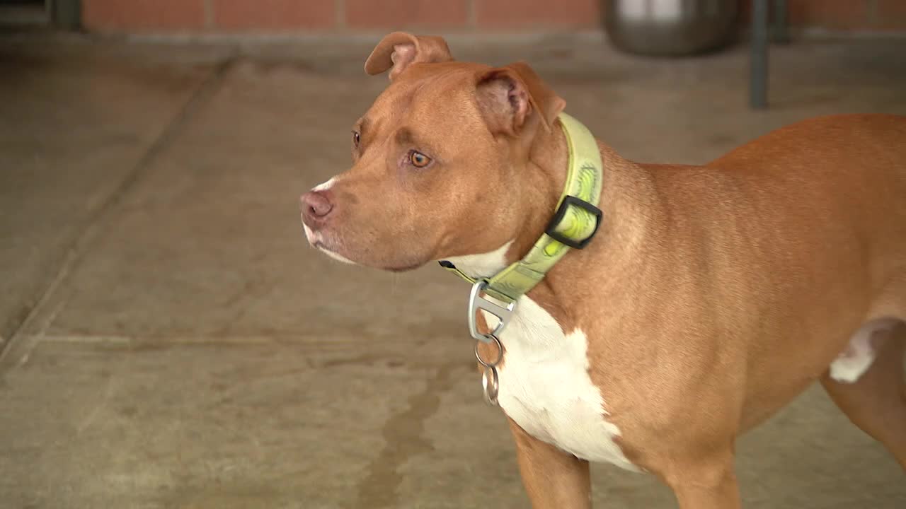 Fort Worth Fire Department adopts homeless veteran's dog, helps former ...