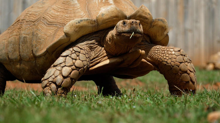 Noah’s Ark Animal Sanctuary focused on future after resolving lawsuits
