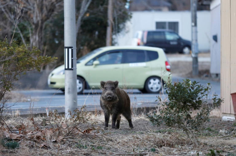Mutant ‘super pig’ population spirals out of control in Japanese ...