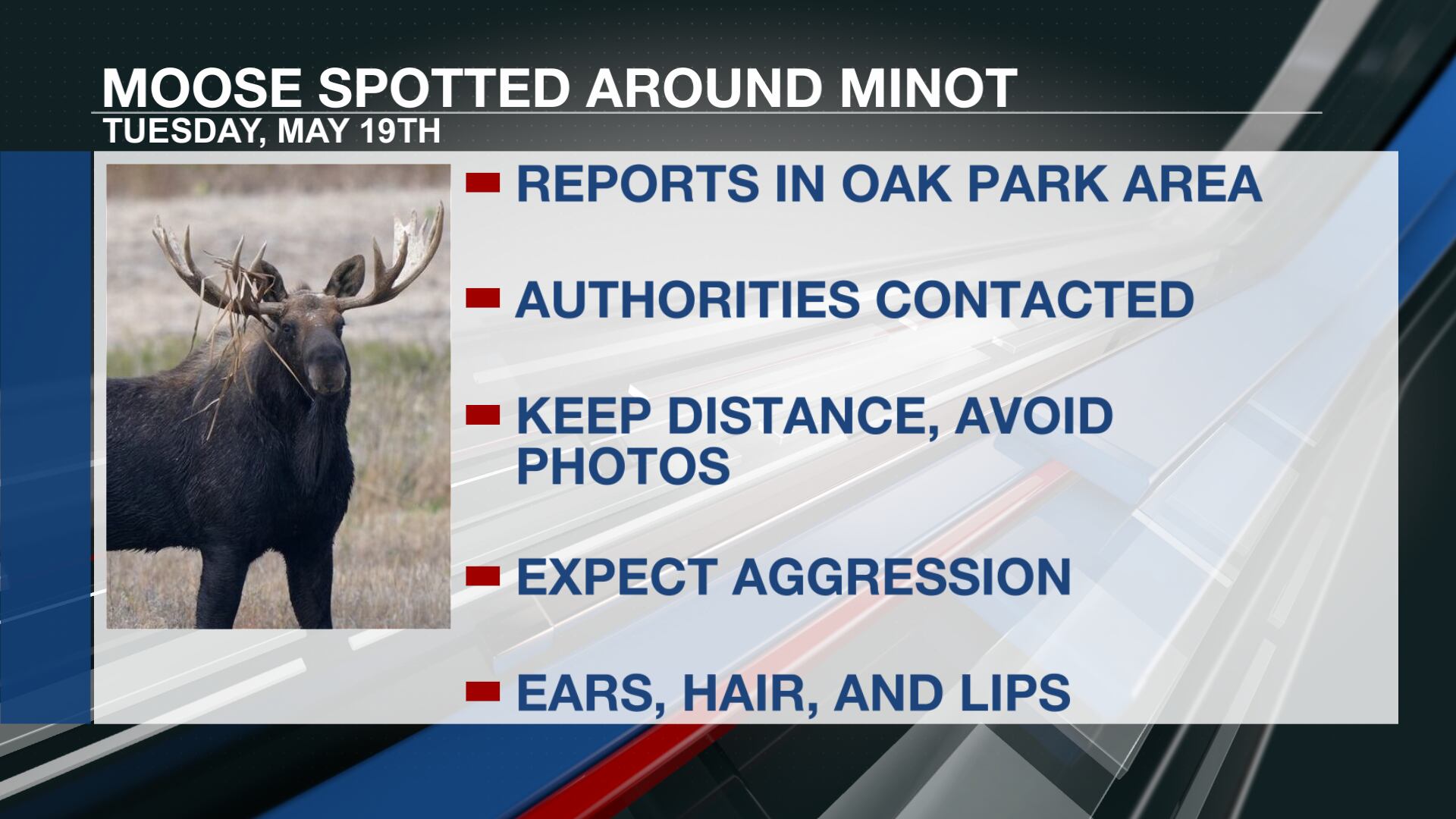 Minot Parks addresses uptick in moose sightings near Oak Park