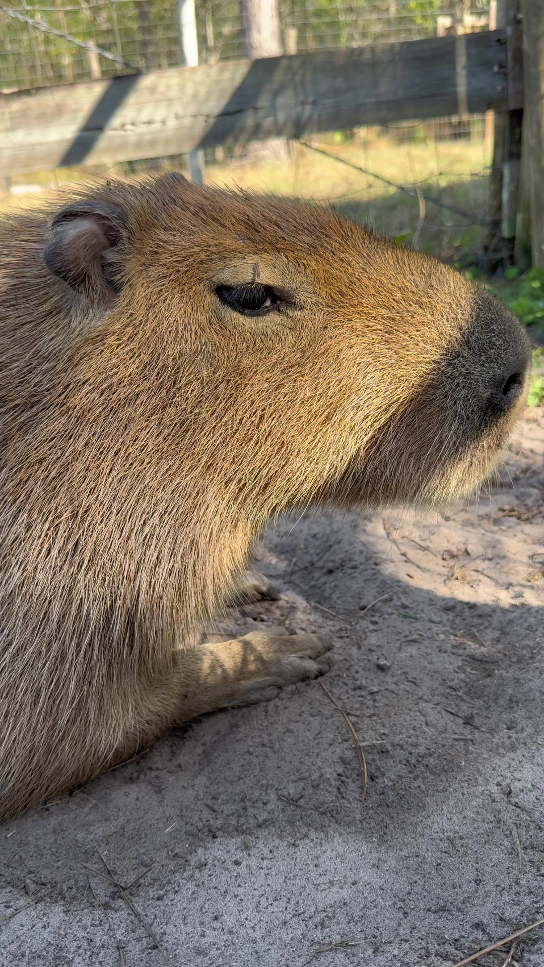 Why everyone loves calm capybara cuddle moments like this