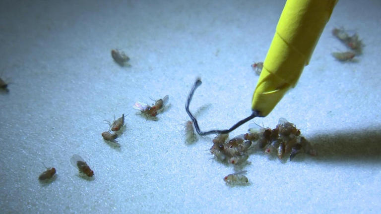 Good vibrations? Jefferson research using fruit flies to test way to ...