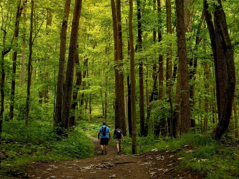 This West Virginia state park features 50 miles of trails and sandstone ...
