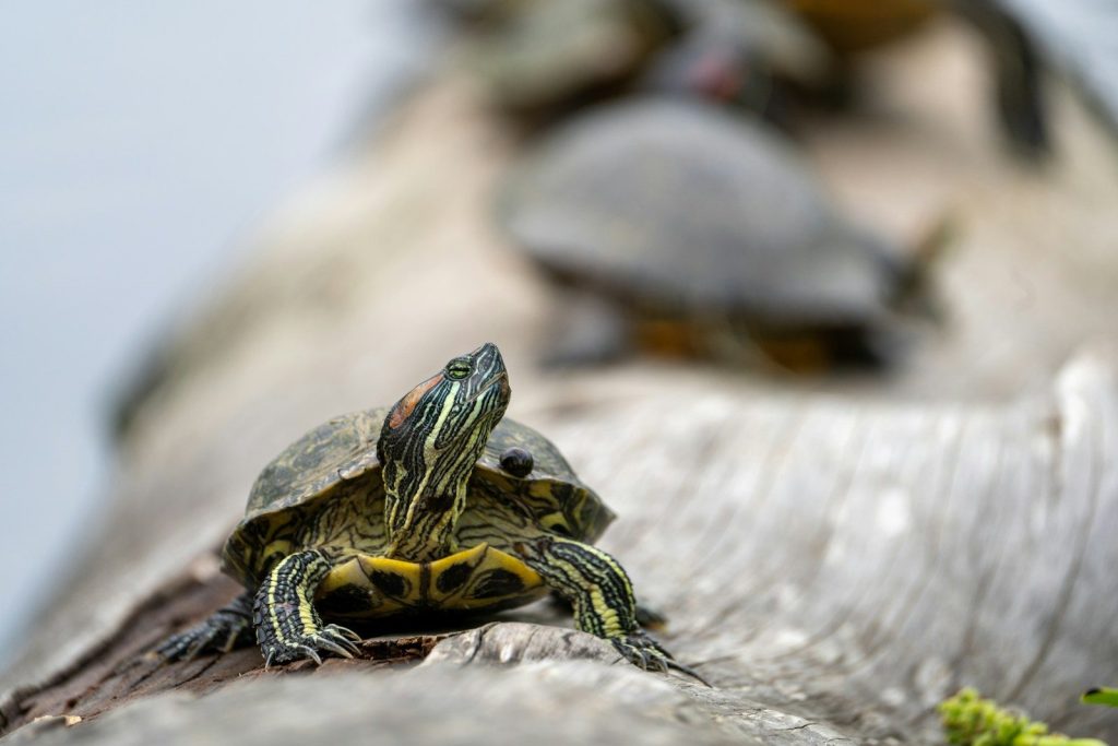 6 animals you should never release into the wild for any reason
