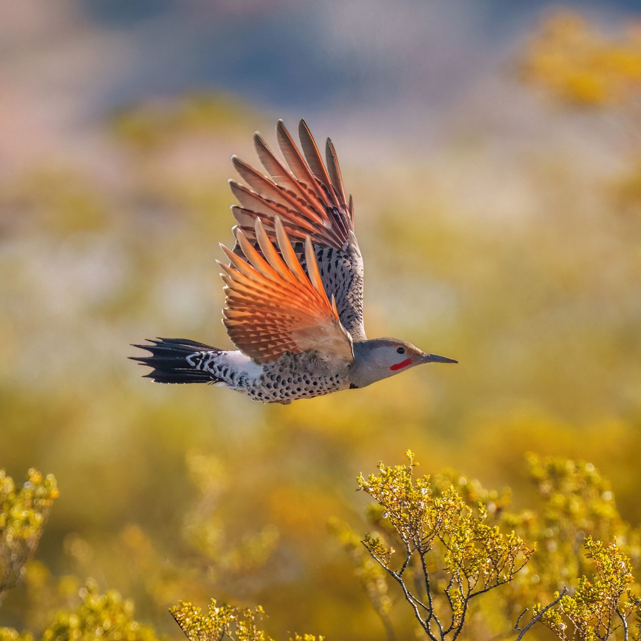Pacific Nw Birds