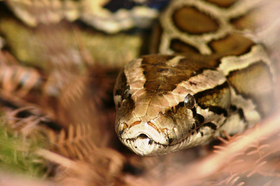Buscan cazadores de pitones gigantes en los Everglades: Florida ...