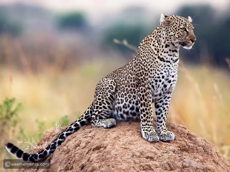Endangered species in UAE to know for National Species Day