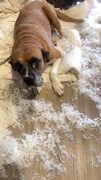 French bulldog and boxer-pit bull mix look guilty after destroying blanket