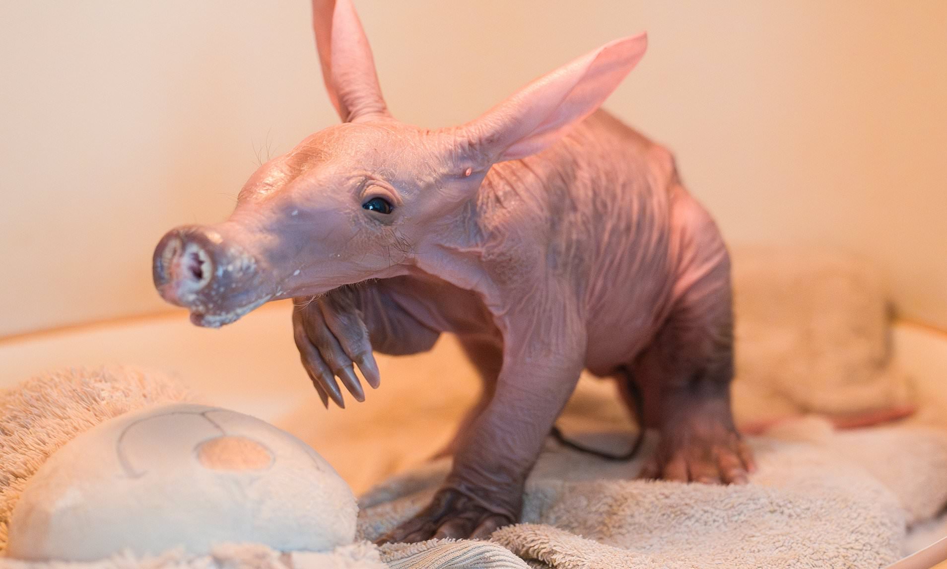UK zoo welcomes baby calf called Womble - do you know what the rare ...