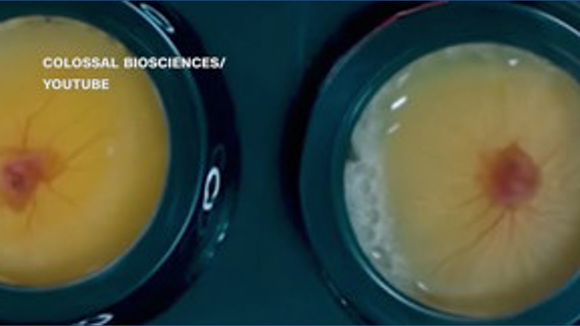 Chicks hatch from artificial eggs