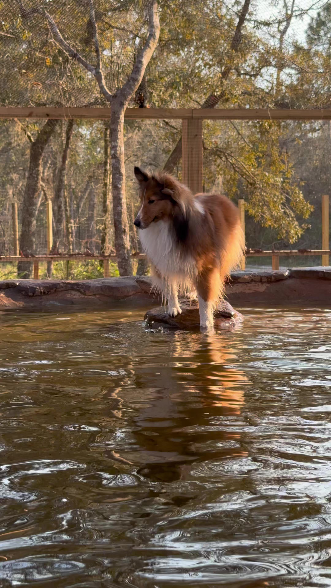 The internet loves watching Stevie herd these playful otters