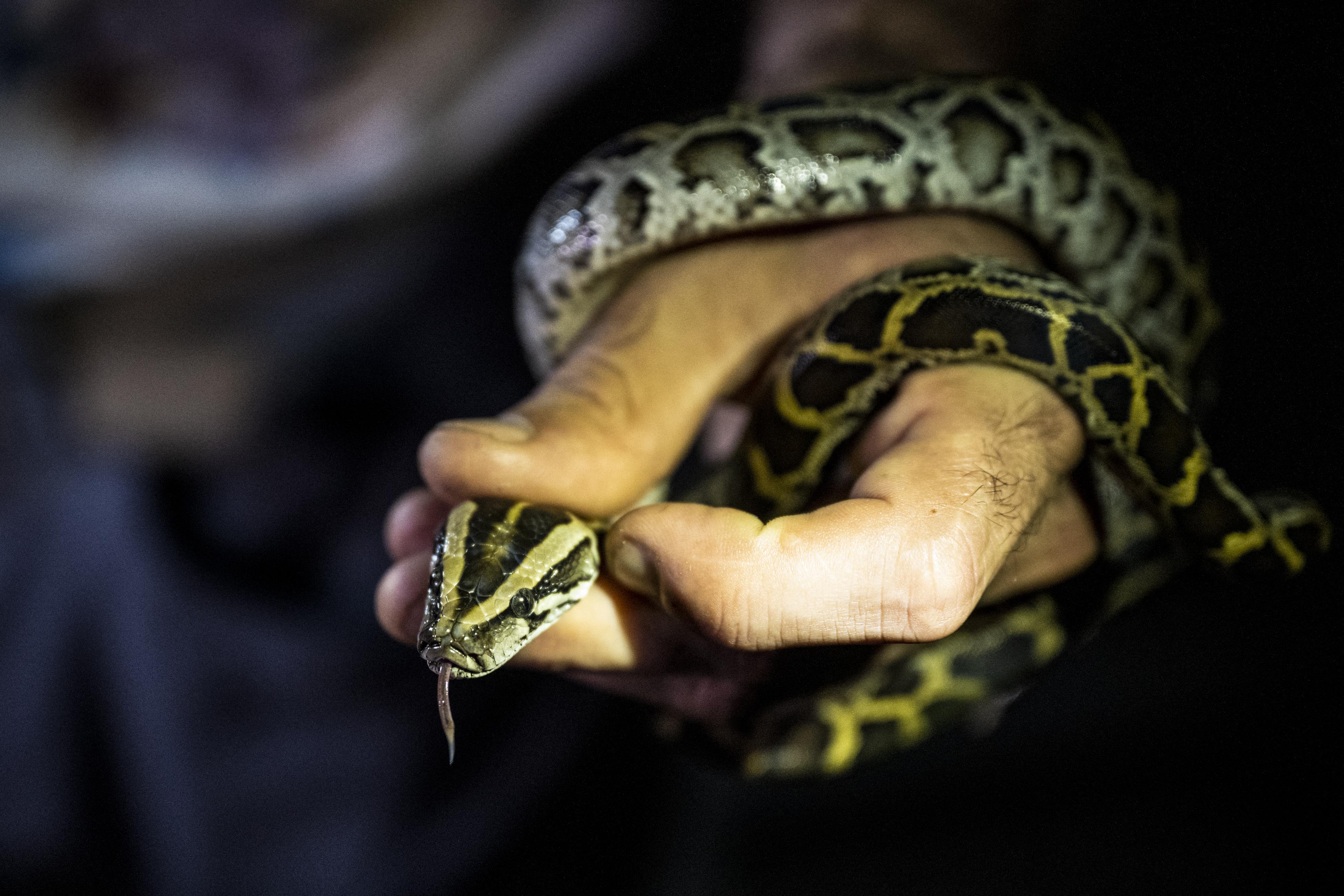 2026 Florida Python Challenge registration opens