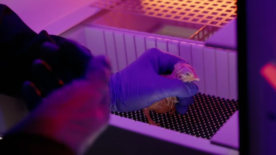 Biotech company hatches chicks from artificial eggs