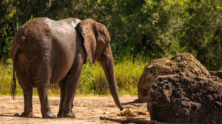 The 5 best elephant exhibits at US zoos, according to reviews