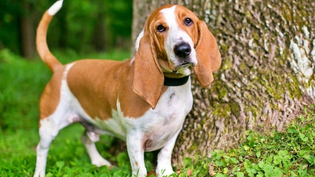 6 gentle dog breeds that many introverts quietly fall in love with