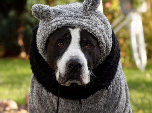¿Los perros necesitan abrigo en invierno? Lo que recomiendan los ...