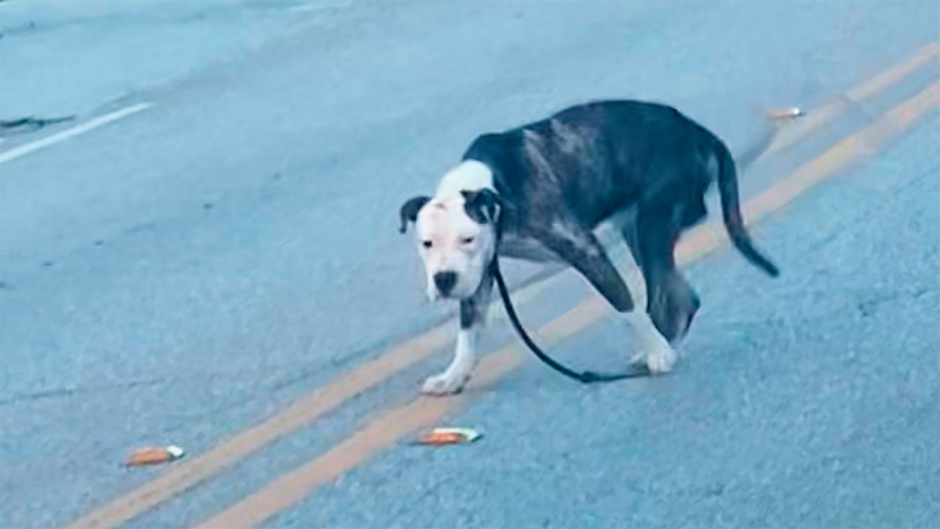 Tripod dog kept dodging traffic until one car finally stopped