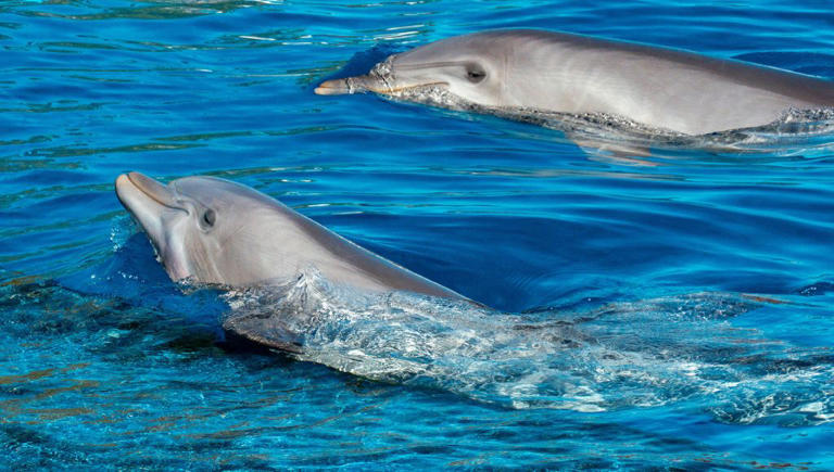 Scientists still can't explain these common animal behaviors that ...