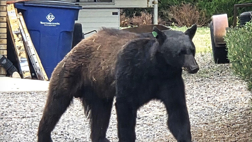 Colorado drought blamed for increase in bear sightings around Arvada