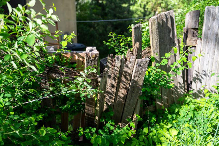 Your legal UK rights if neighbour's tree or hedge breaks your garden fence