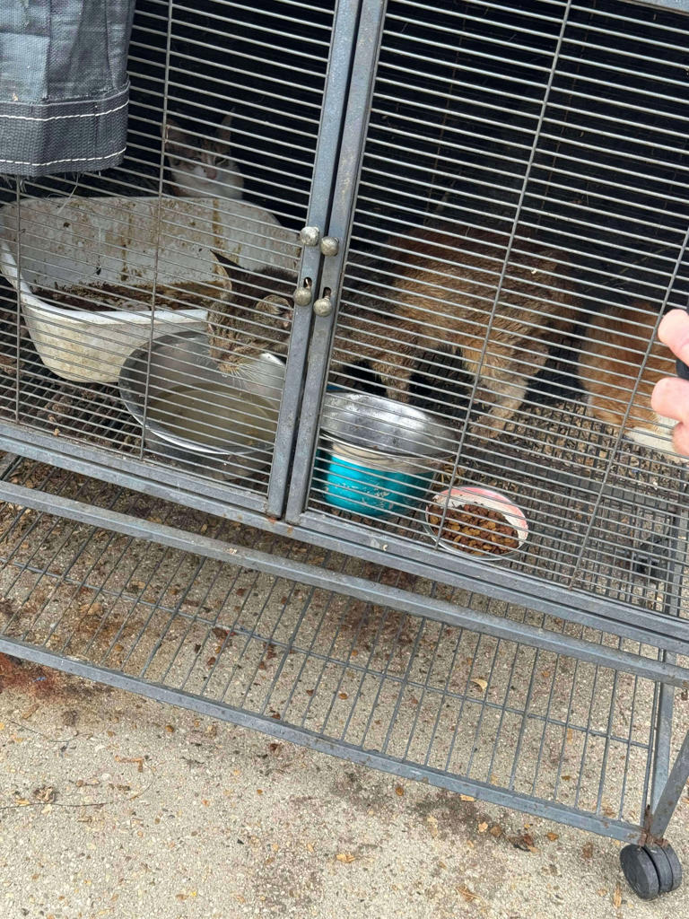 Woman arrested after dozens of animals found in unsafe conditions in St ...