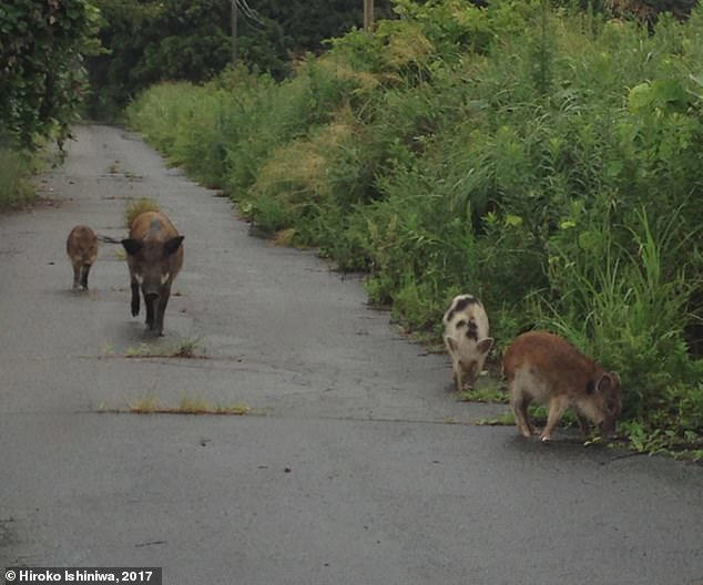 Mutant 'super pigs' develop alarming new abilities in nuclear fallout zone
