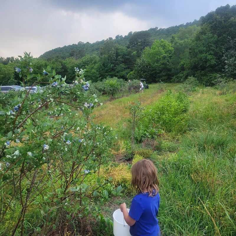 This Oklahoma fruit trail turns summer into one giant pick-your-own ...