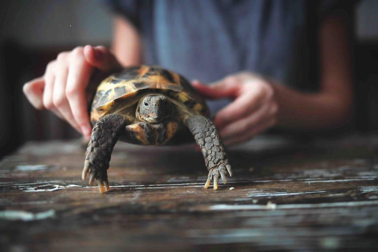 Brits are going crazy for pet snakes and it’s getting out of hand