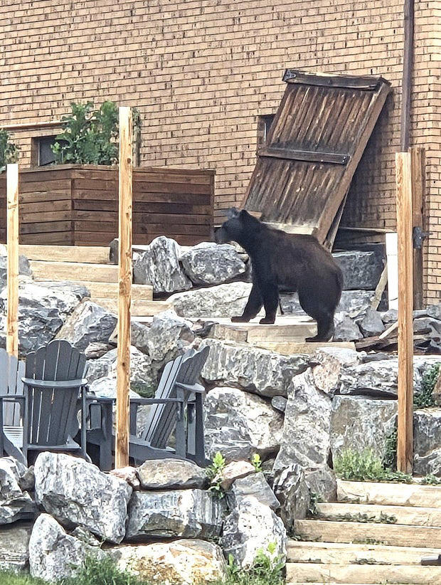 Colorado drought blamed for increase in bear sightings around Arvada