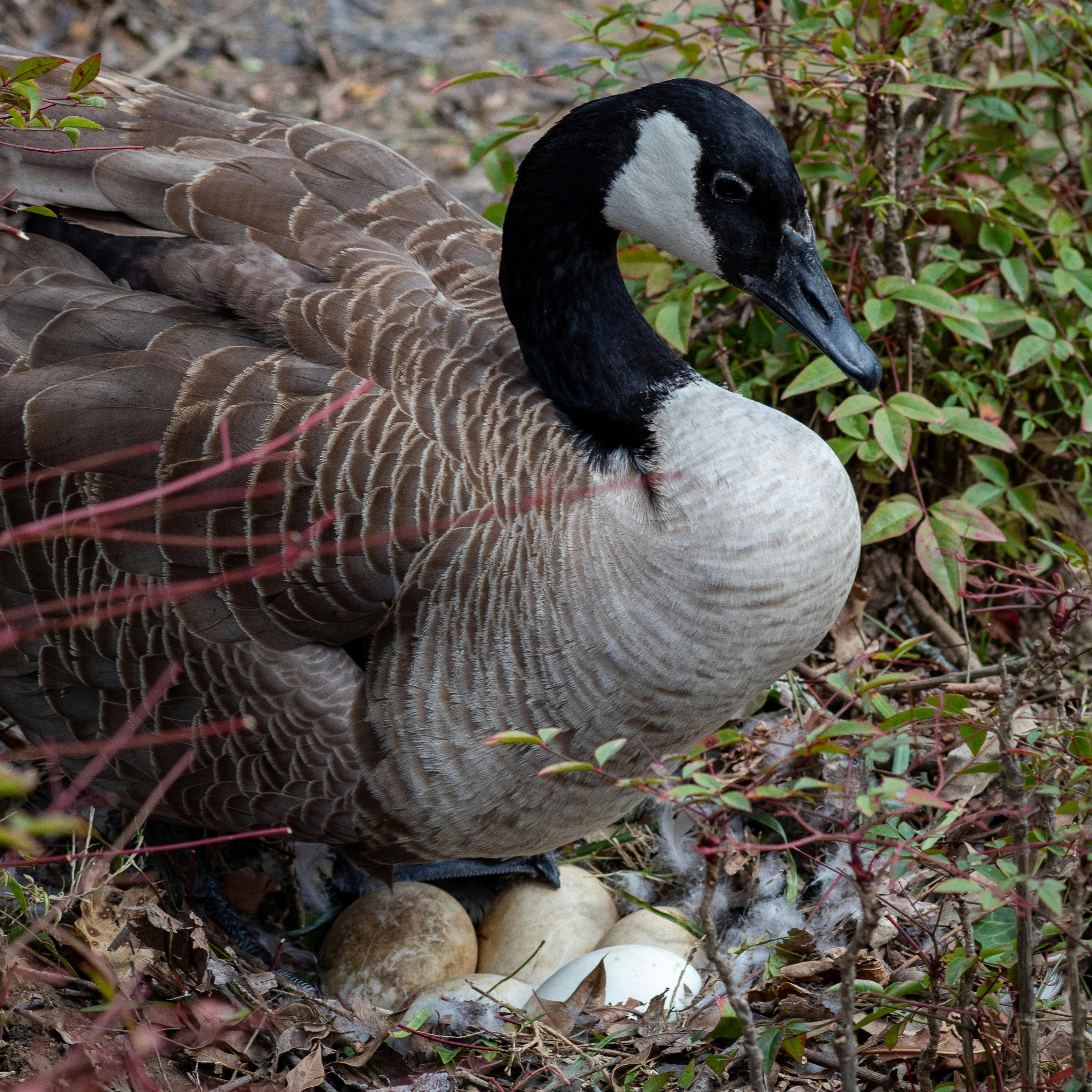 Red-Tail Land Conservancy: Pay attention to the 'mothers' around us