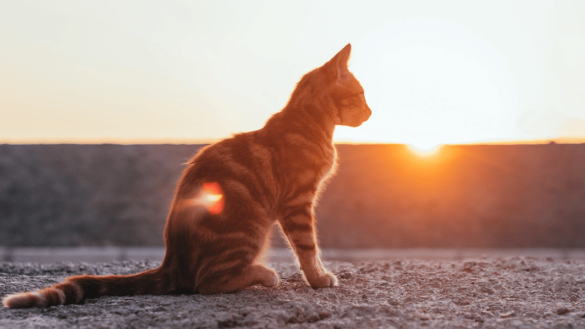 Cats rarely show illness clearly: these behaviors could be warning signs