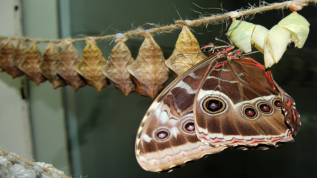 North Carolina Museum Of Natural Sciences To Reopen Popular Butterfly