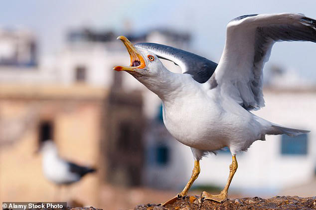 'The gulls have won'... council's plans to tackle bird menace fail to ...
