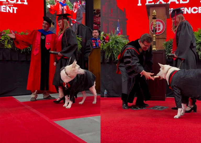 Watch: Service dog awarded her own 'diploma' at commencement ceremony