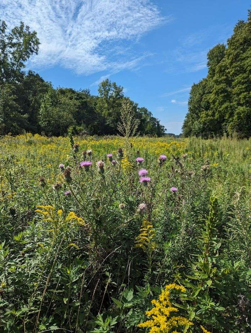 This tranquil New Jersey escape offers 1,600 acres of wildflower ...