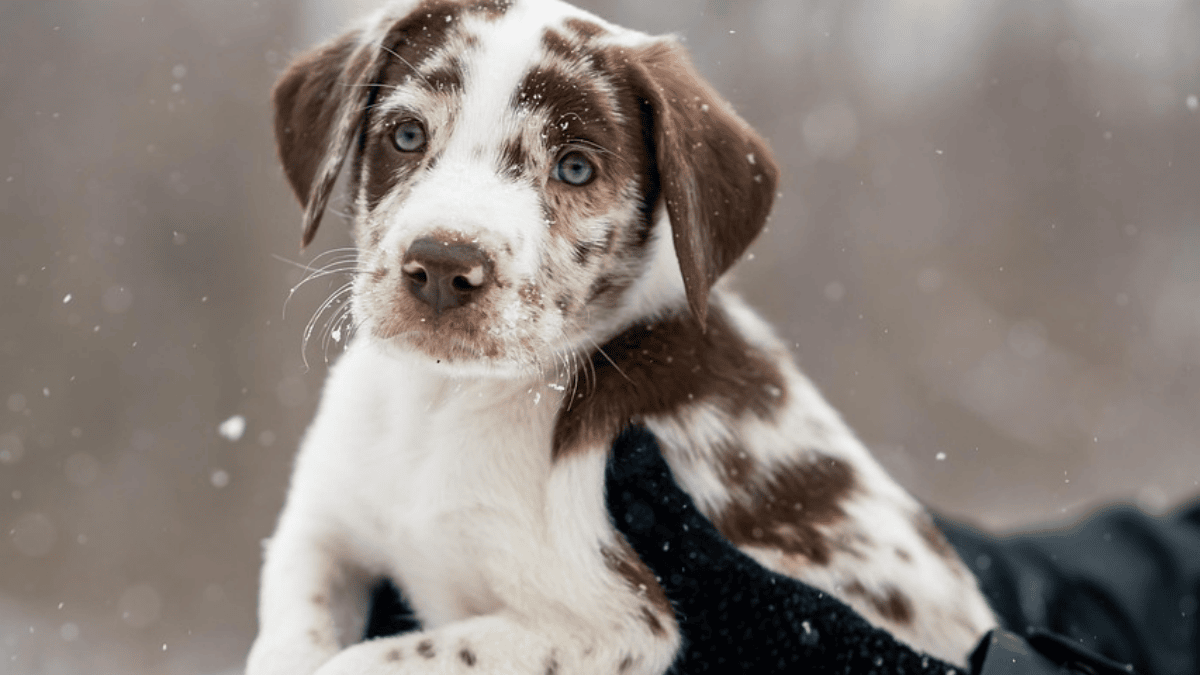 Your dog may be trying to warn you with these 10 behaviors