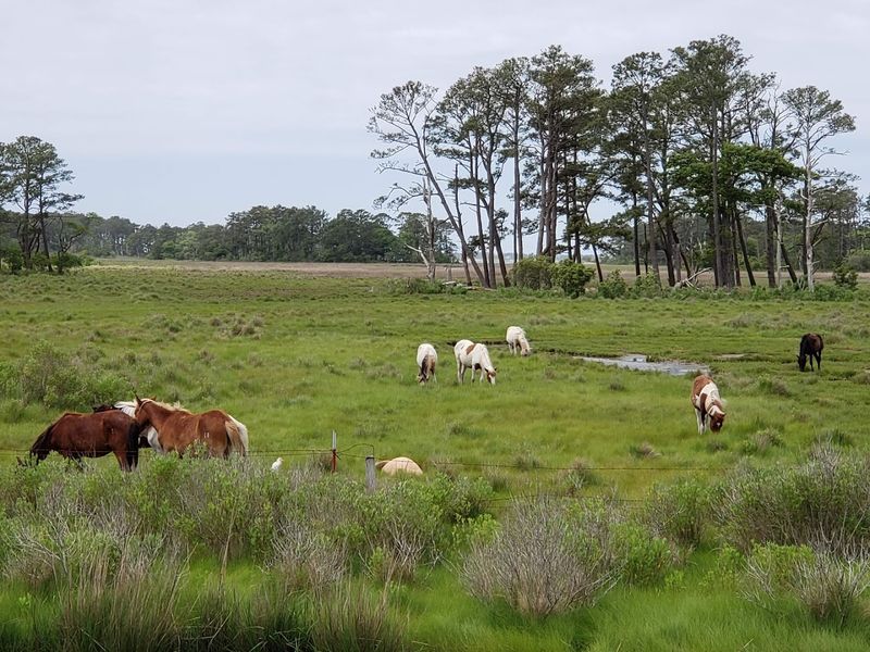 This Virginia coastal trail is the best place to spot wild ponies in ...