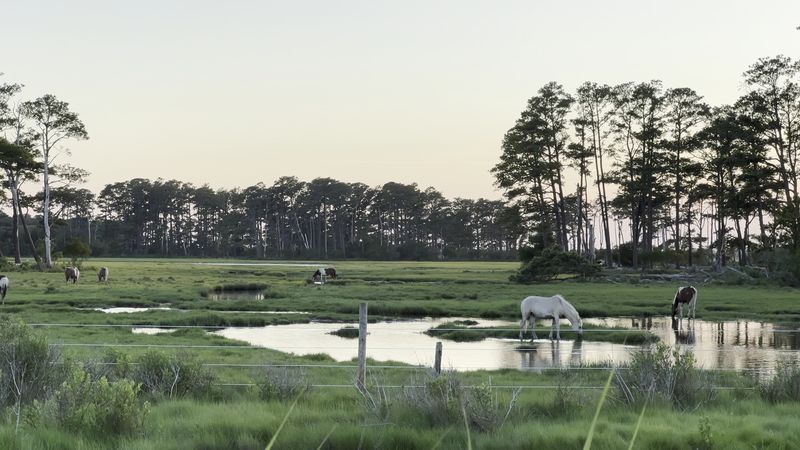 This Virginia coastal trail is the best place to spot wild ponies in ...