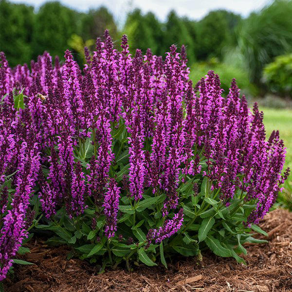 Why this plant is quietly replacing lavender