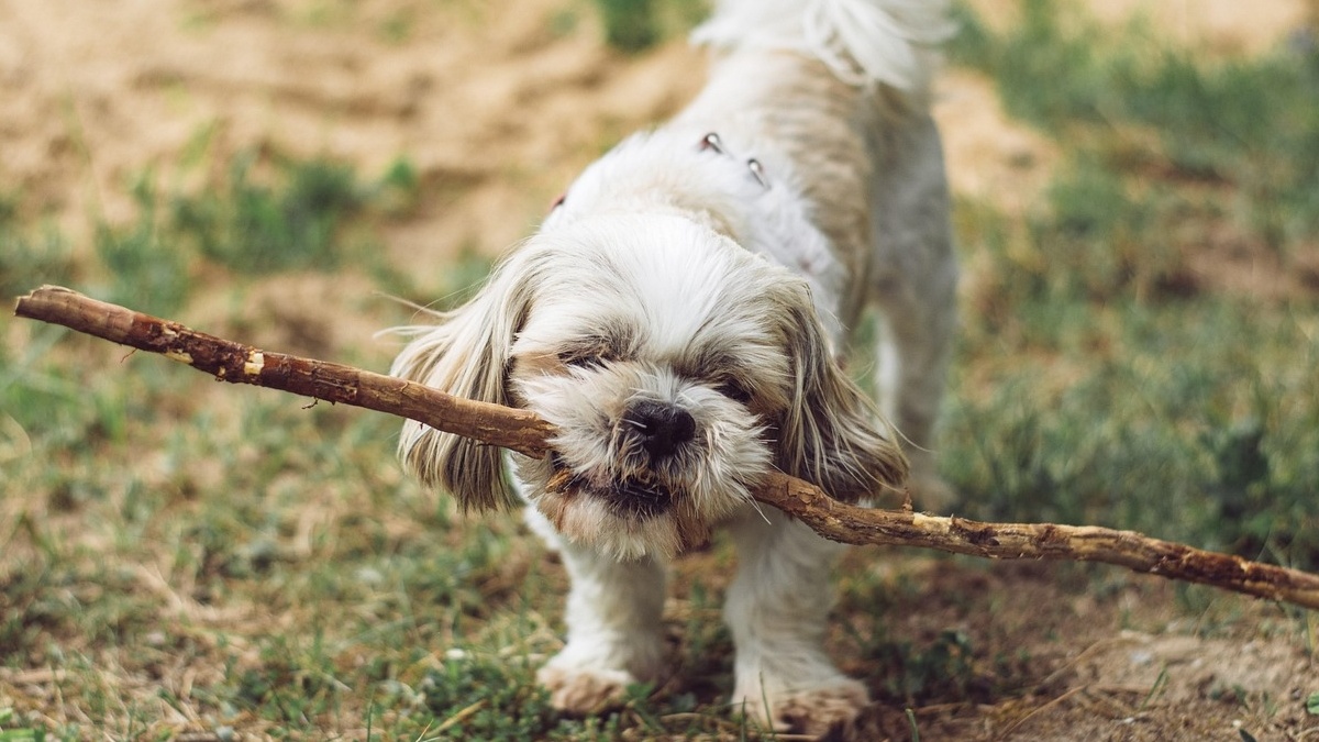 7 mistakes owners make when training puppies