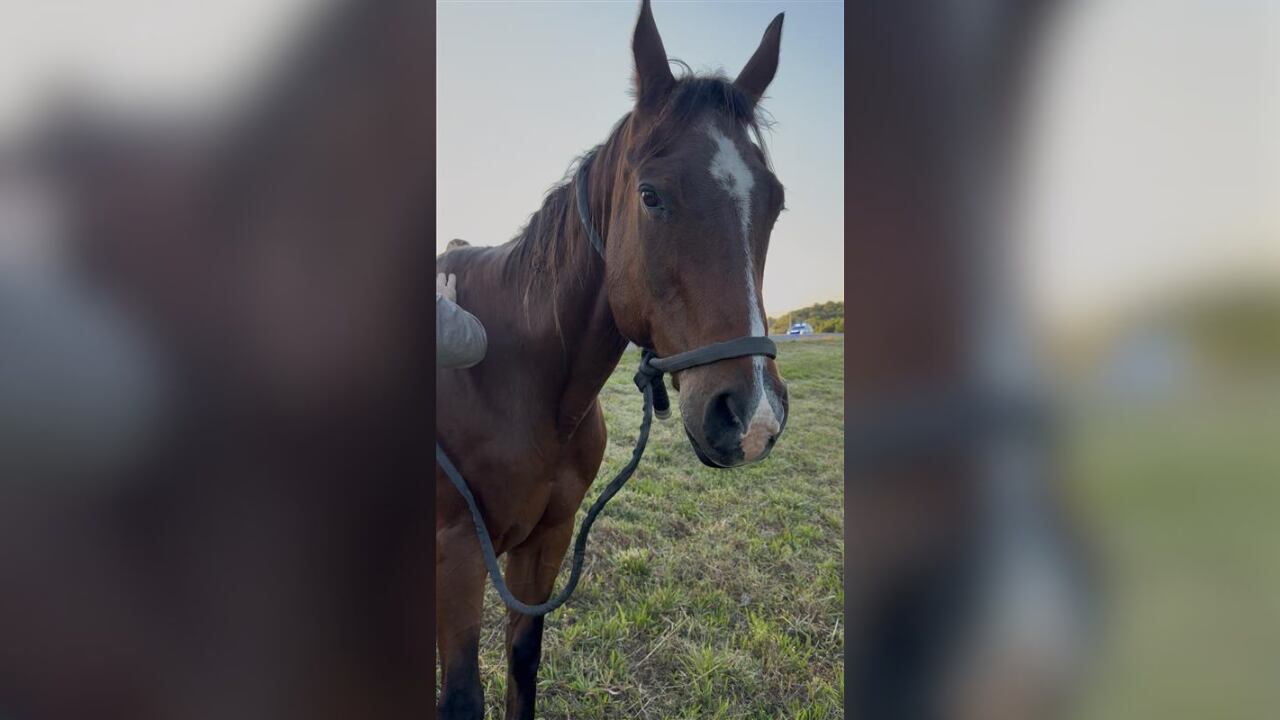 Couple rescues loose horses on Murfreesboro Road