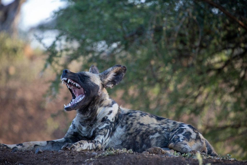 Chernobyl’s wild dogs may be evolving faster than scientists expected