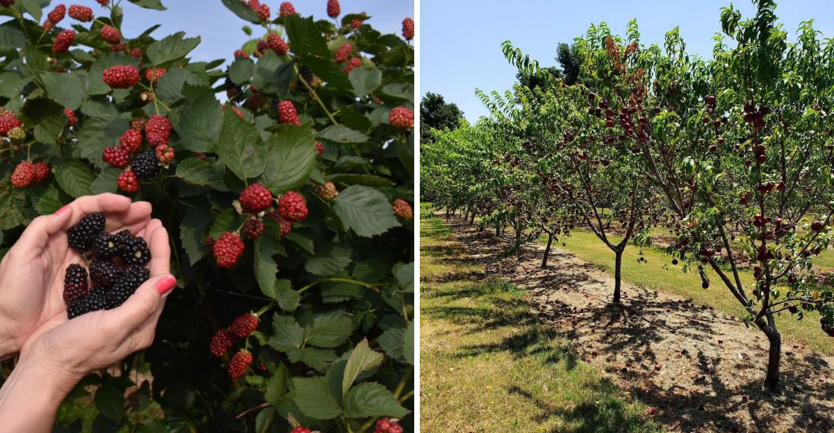 This Oklahoma fruit trail turns summer into one giant pick-your-own ...