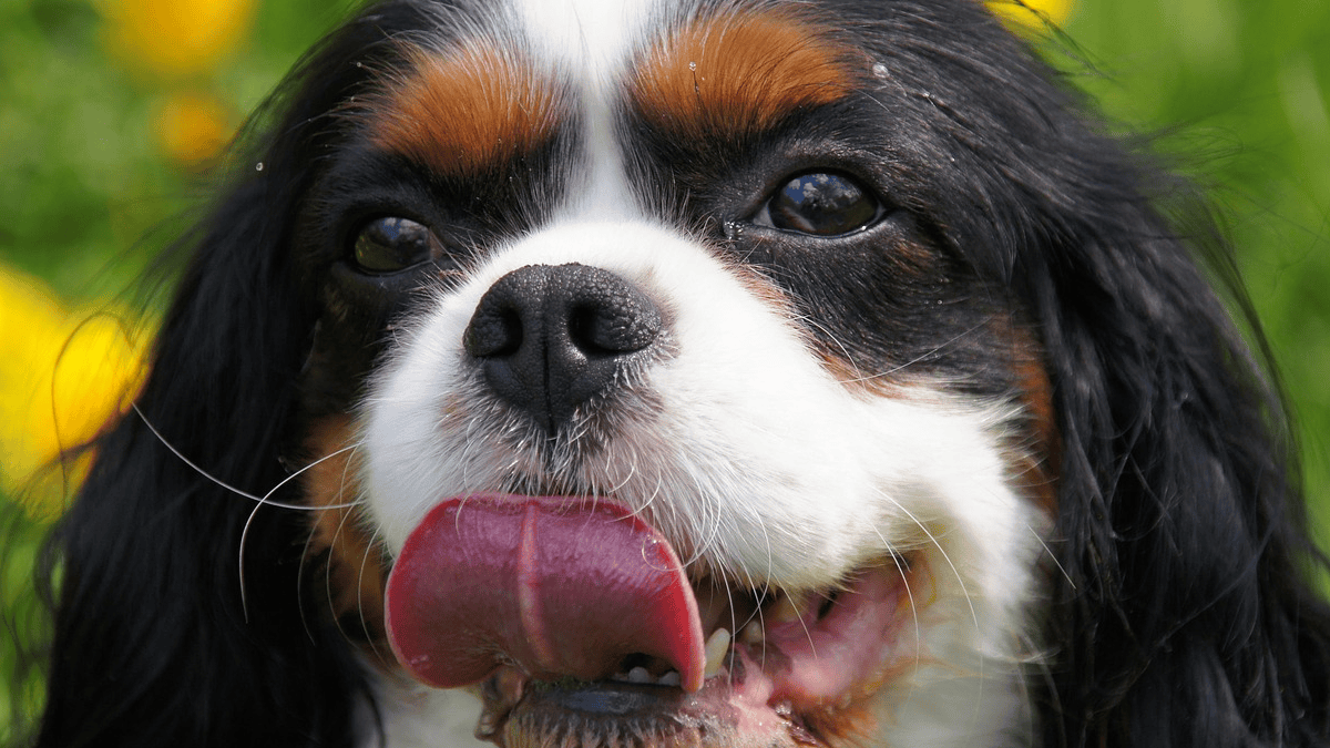 The 12 dog breeds most likely to suffer from separation anxiety