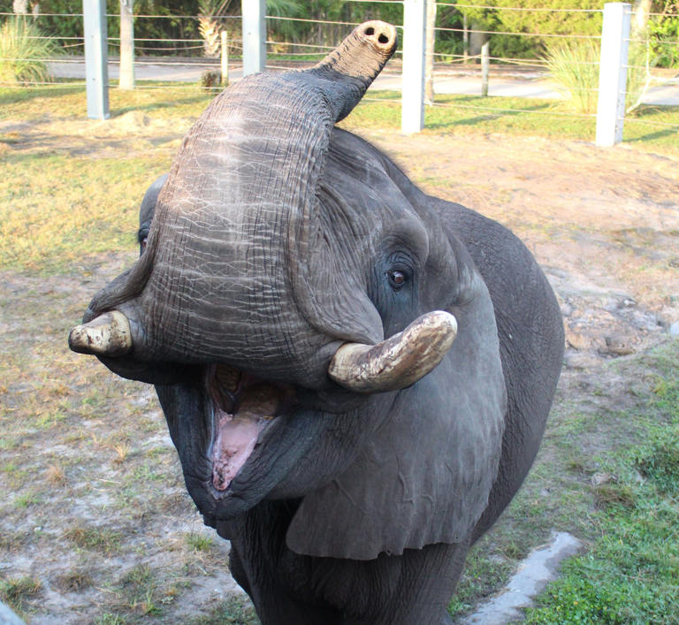 Michael Jackson’s elephant lives at a Florida zoo, so we visited him